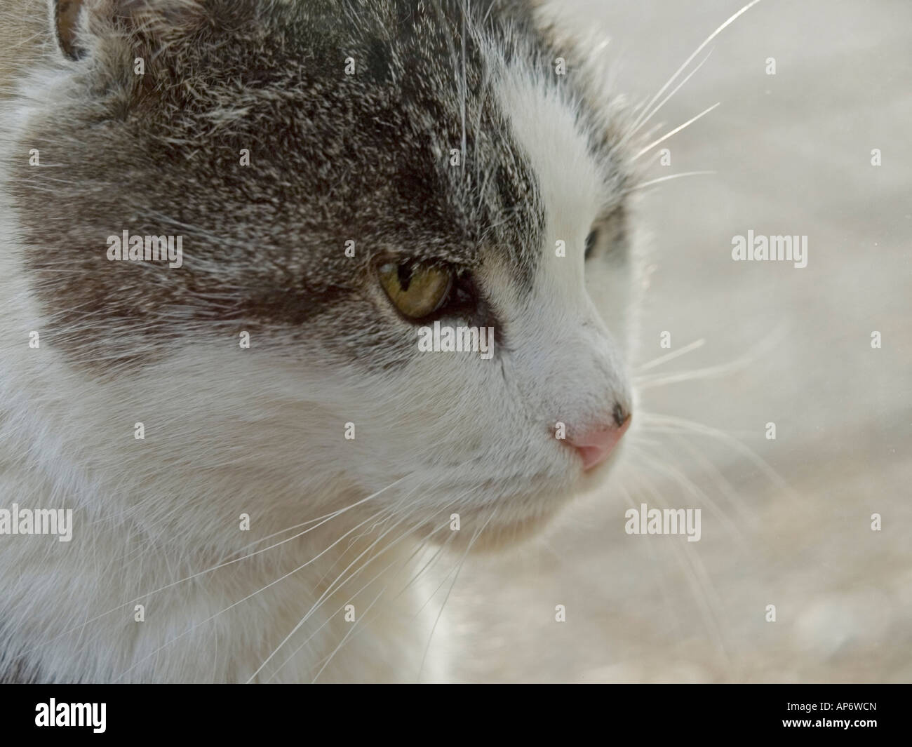 house cat grey white side view of the head Stock Photo - Alamy