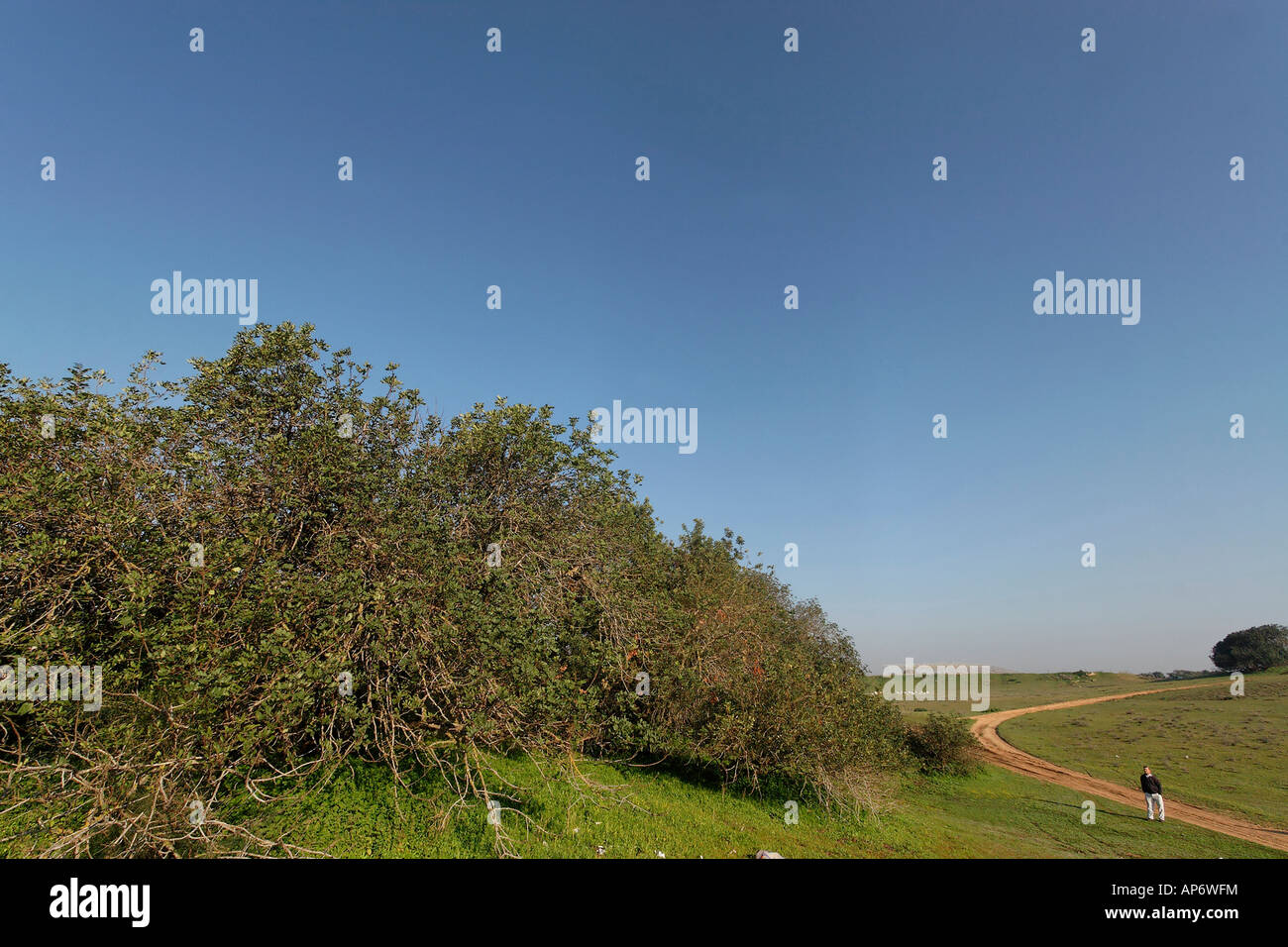 Israel Carob trees in Sharon Park Stock Photo - Alamy