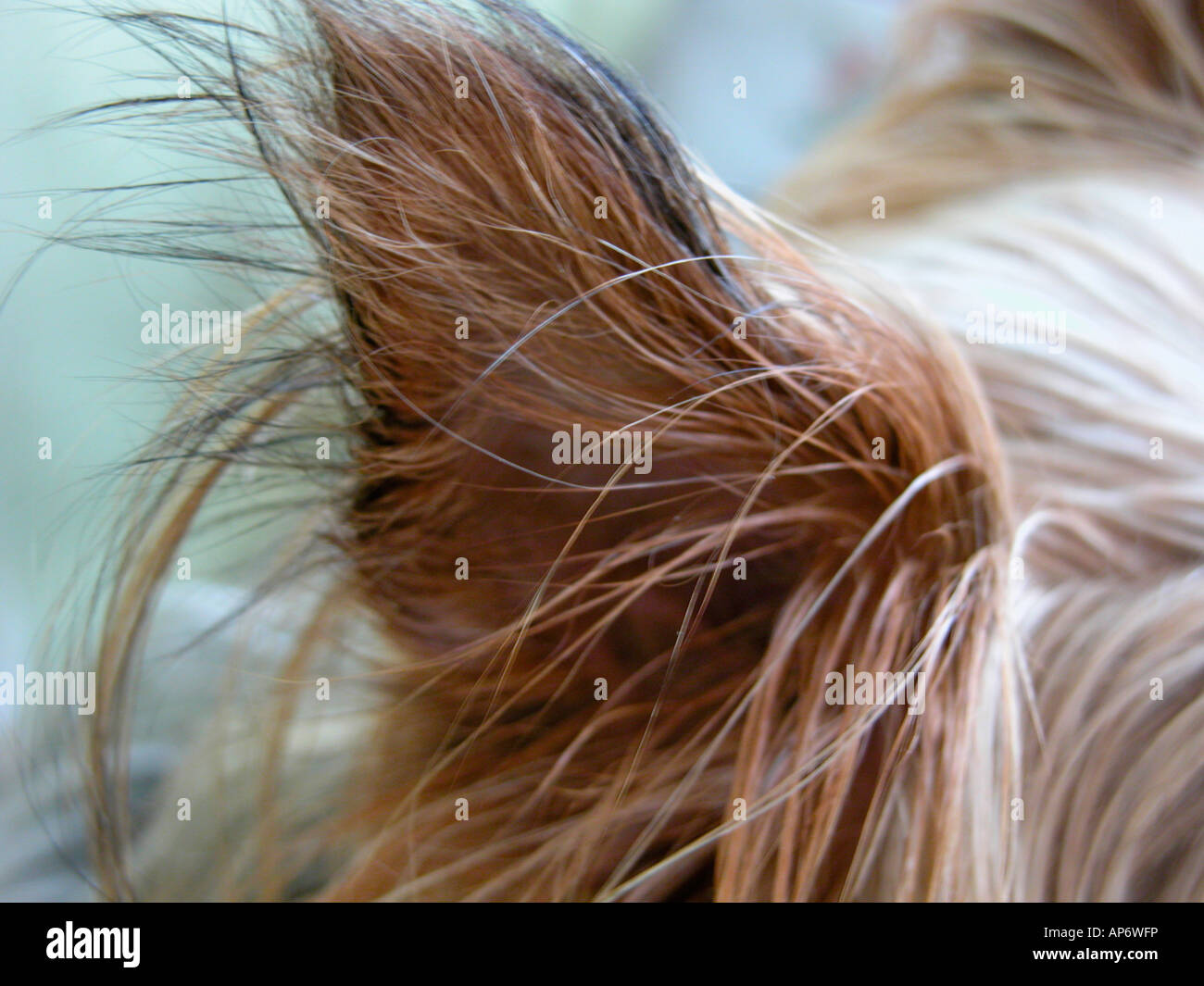 close up of a dog s ear very sensitive to sound Stock Photo - Alamy