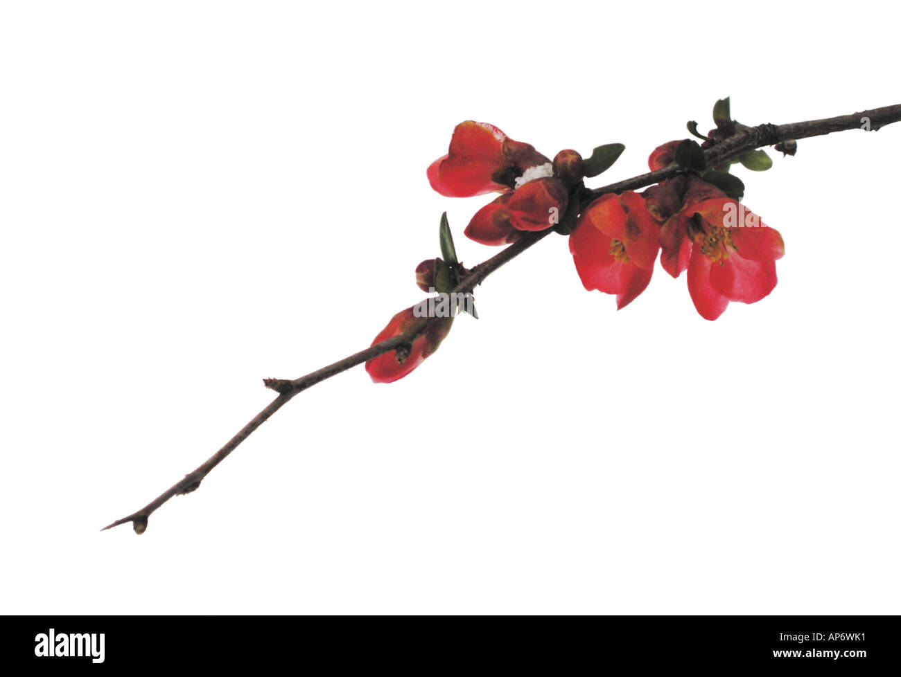 quince branch with blossoms Stock Photo - Alamy
