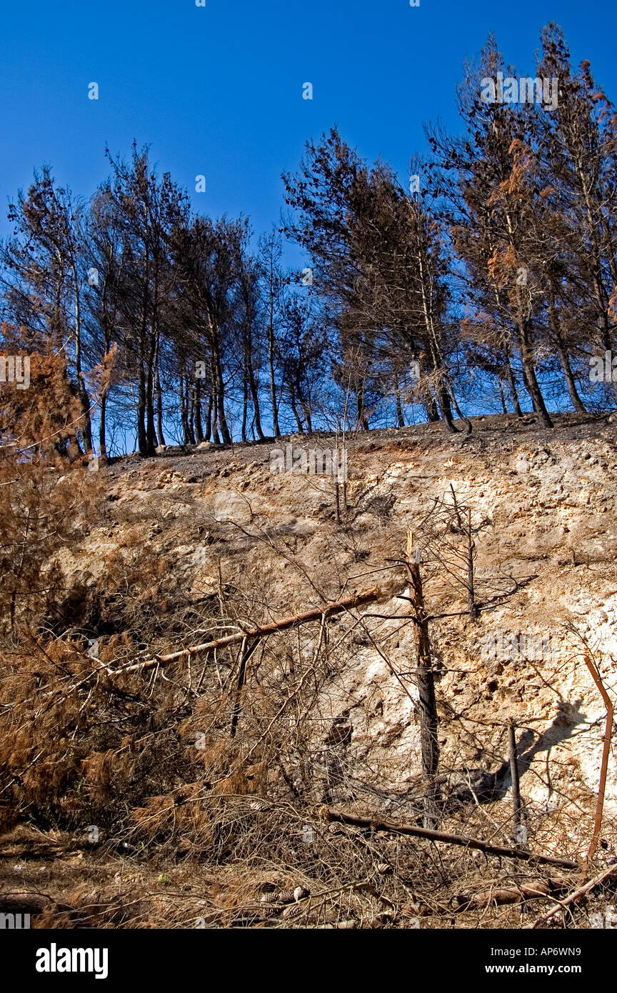 Israel Galilee Fire damages to the fields and forests in northern ...
