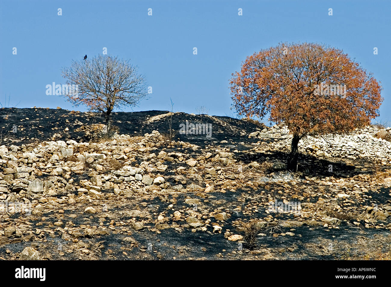 Israel Galilee Fire damages to the fields and forests in northern ...