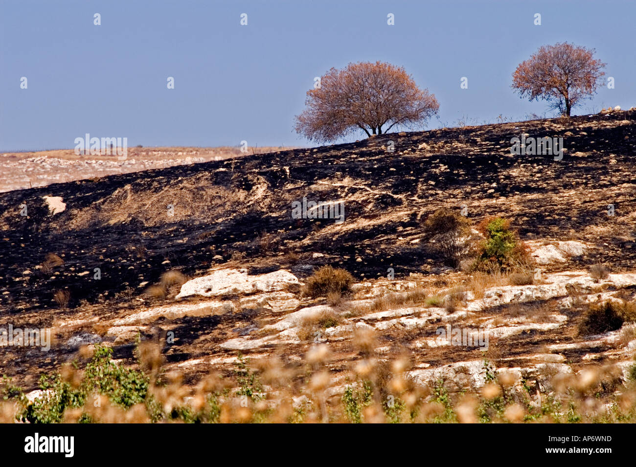Forests in galilee hi-res stock photography and images - Alamy
