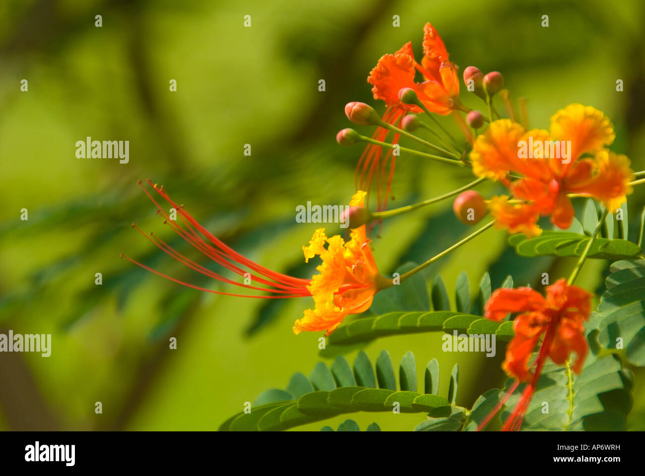 Orange Red Gulmohur Flower Delonix regia Stock Photo - Alamy