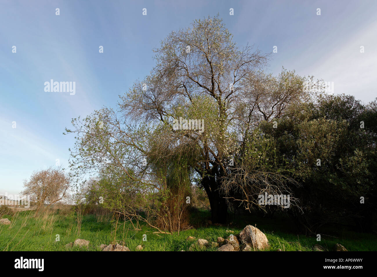 Israel Shephelah region Almond tree Amygdalus Communis Stock Photo - Alamy