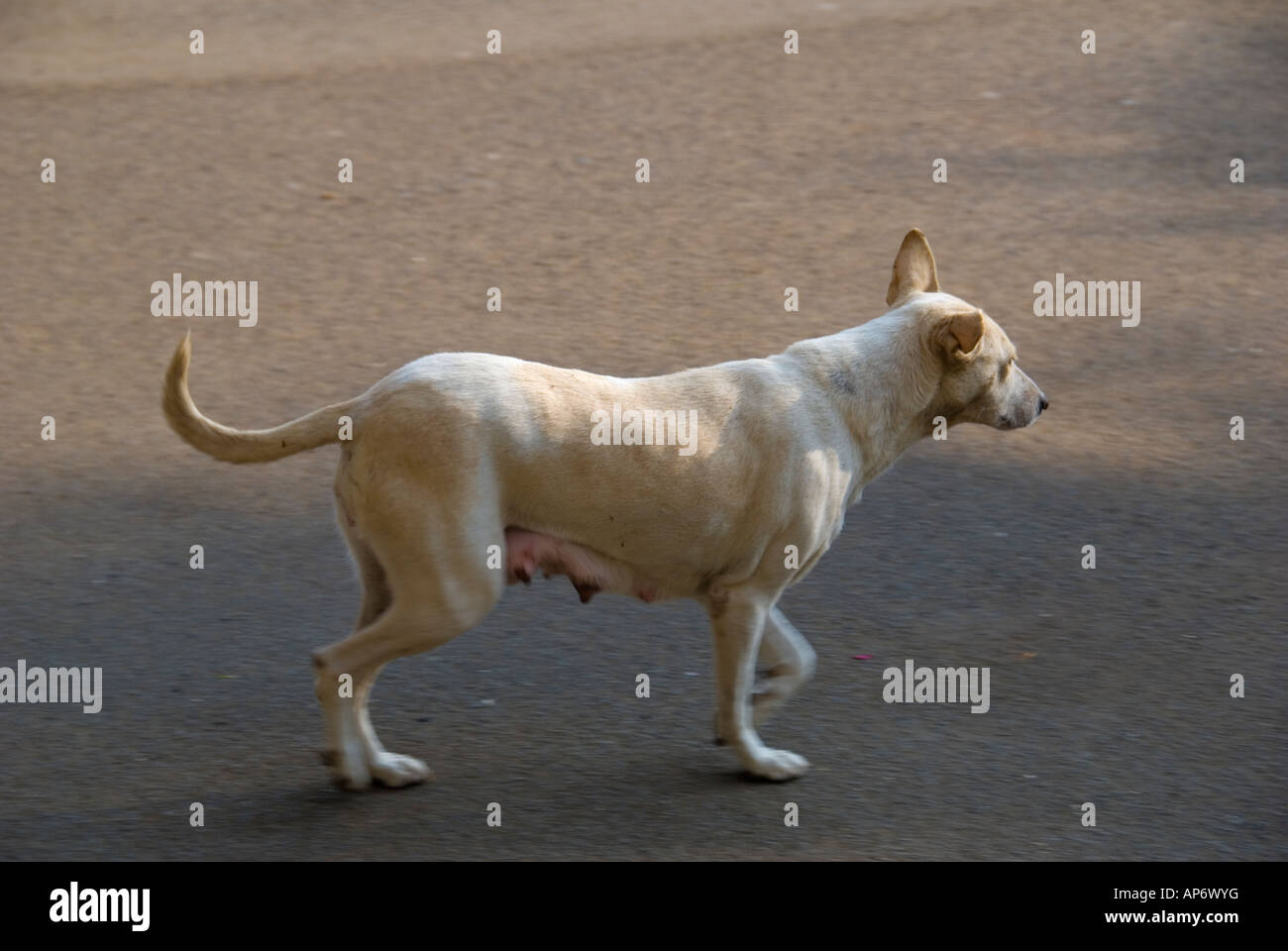 A Stray Dog Stock Photo - Alamy