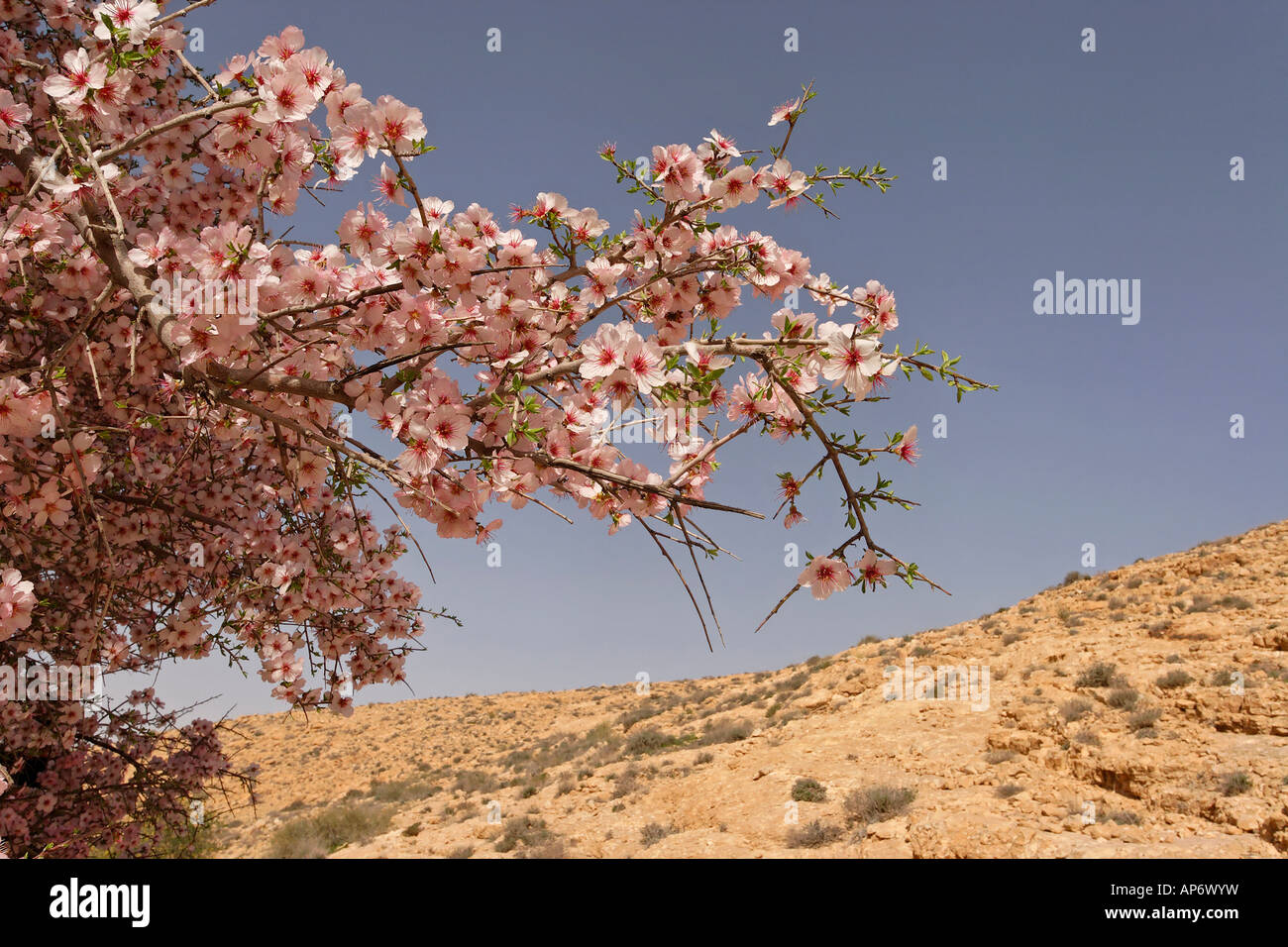 Israel the Negev desert Almond tree in Wadi Eliav Stock Photo - Alamy