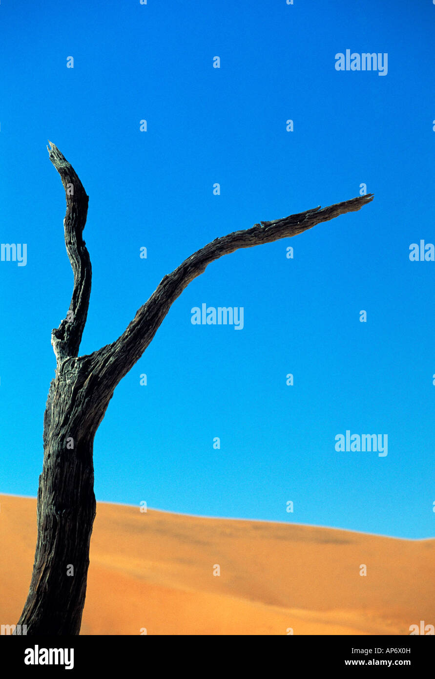 Forked trunk hi-res stock photography and images - Alamy