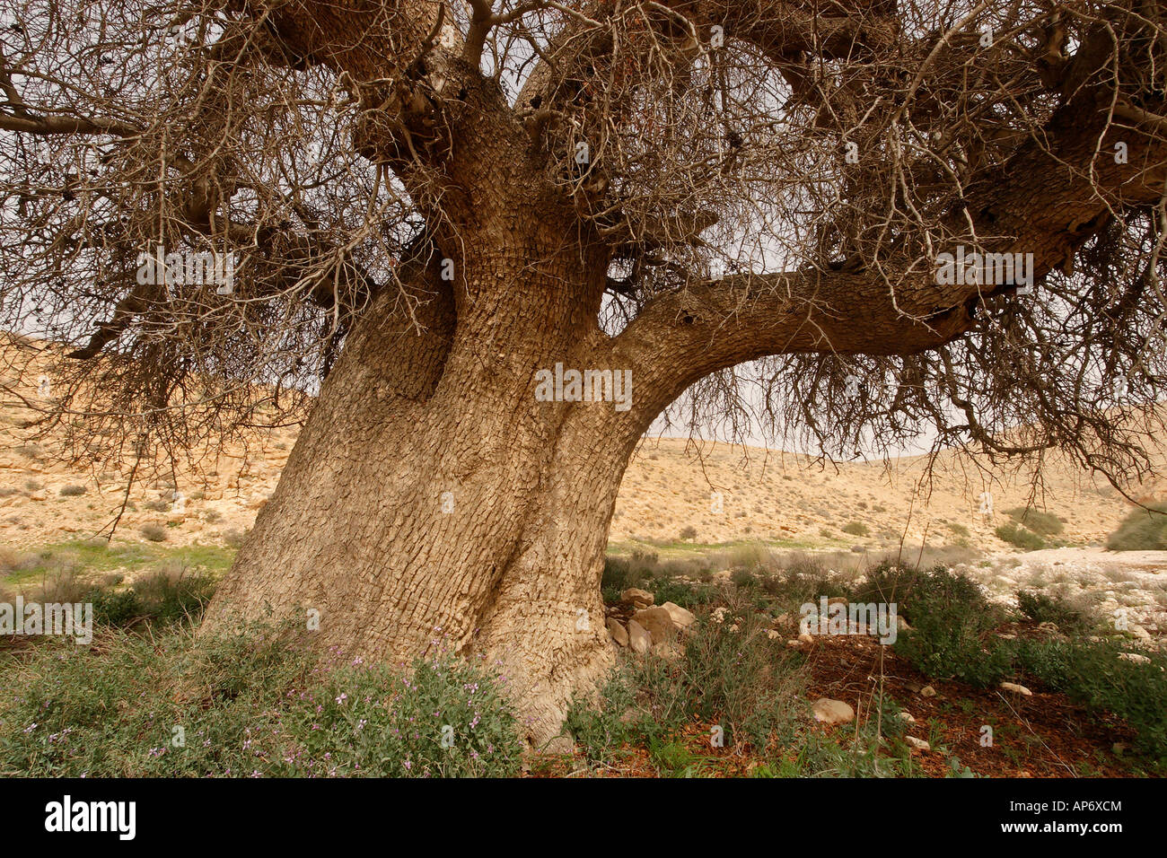 Israel the Negev desert Atlantic Pistachio in Wadi Elot Stock Photo - Alamy