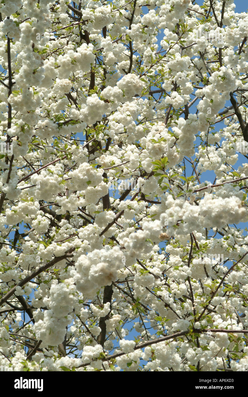 London tree white background hi-res stock photography and images - Alamy