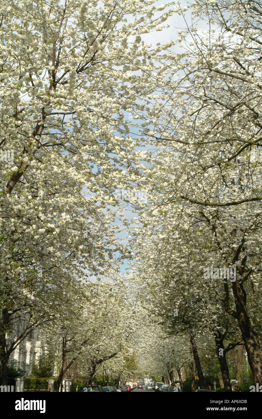 London tree white background hi-res stock photography and images - Alamy