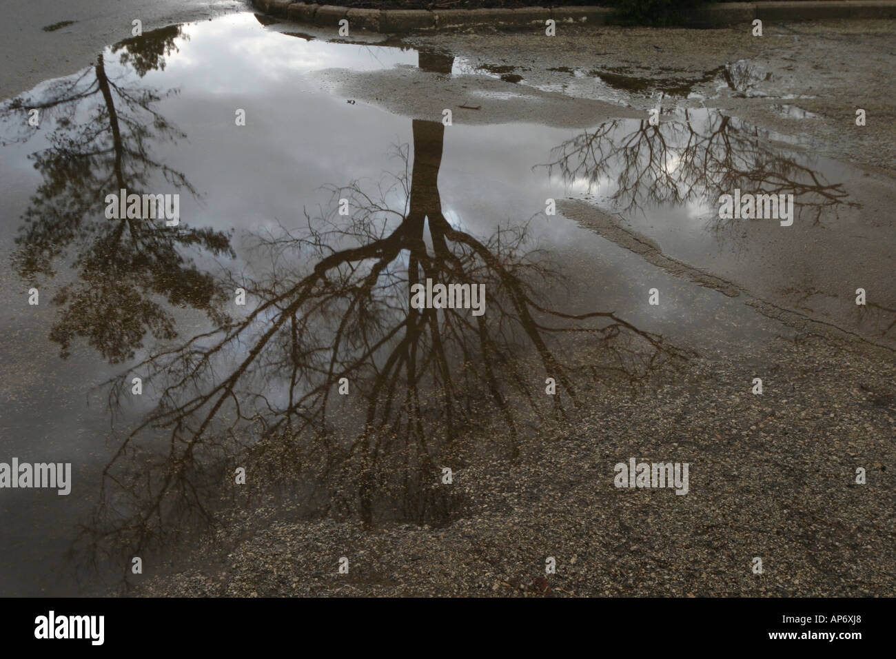 Tree Reflection in water Stock Photo - Alamy