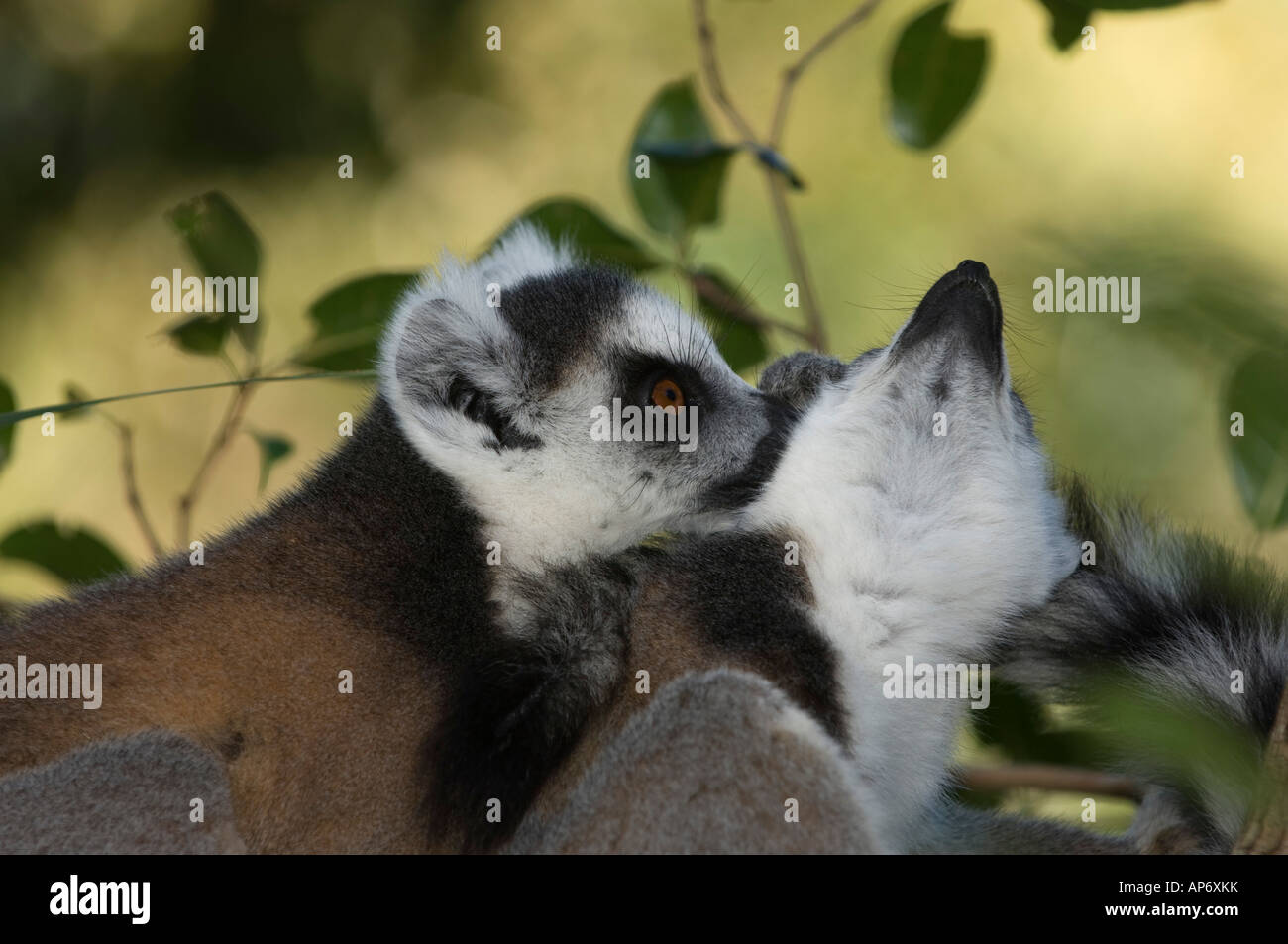 Ring-tailed lemurs grooming, Lemur catta, Isalo National Park ...