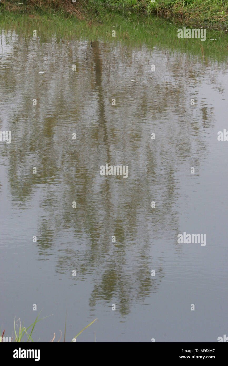 Tree Reflection in water Stock Photo - Alamy