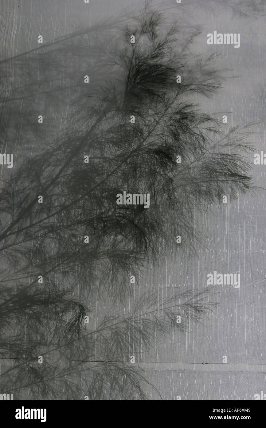 Muslin cloth hi-res stock photography and images - Alamy