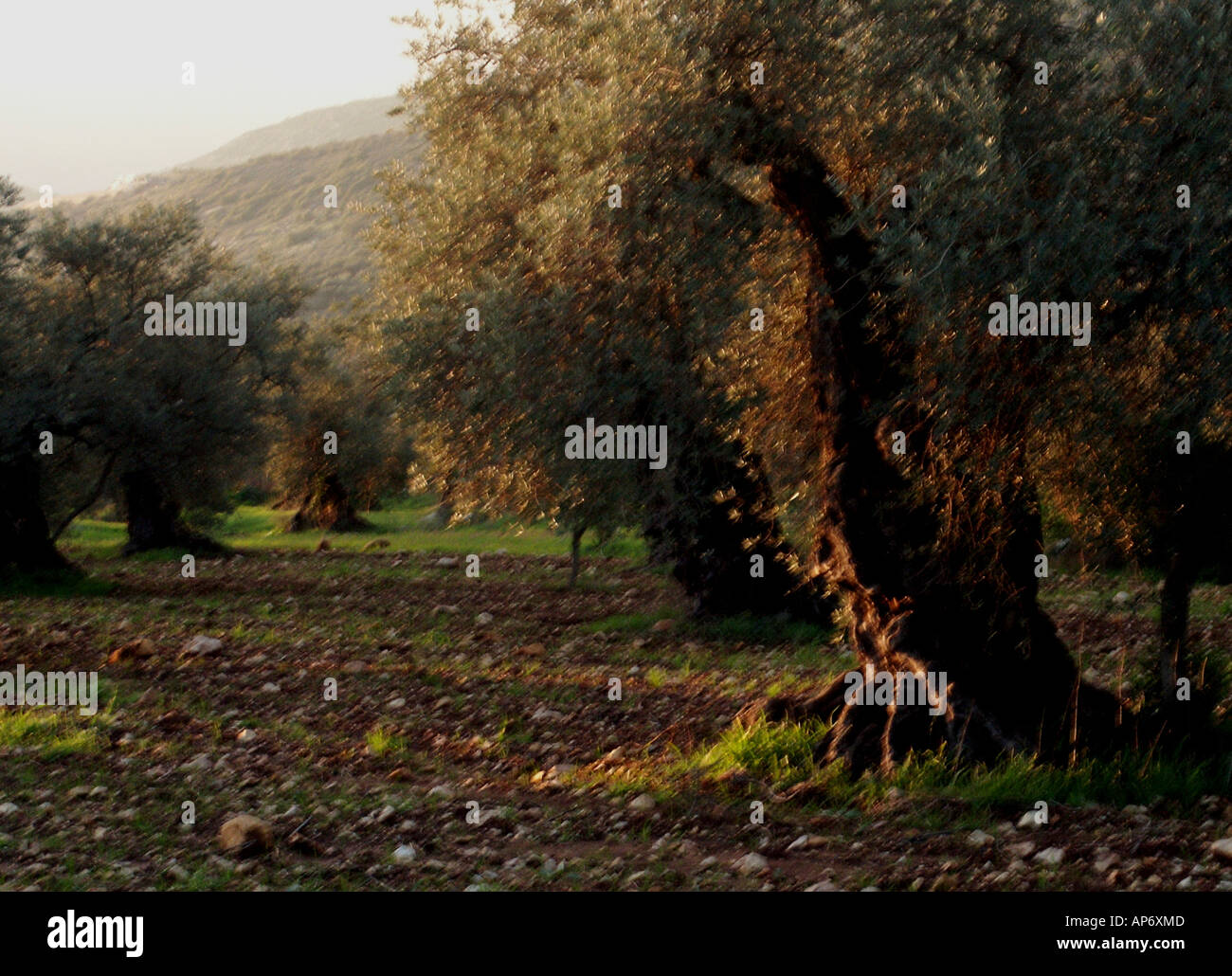 Olive Trees Israel High Resolution Stock Photography and Images - Alamy