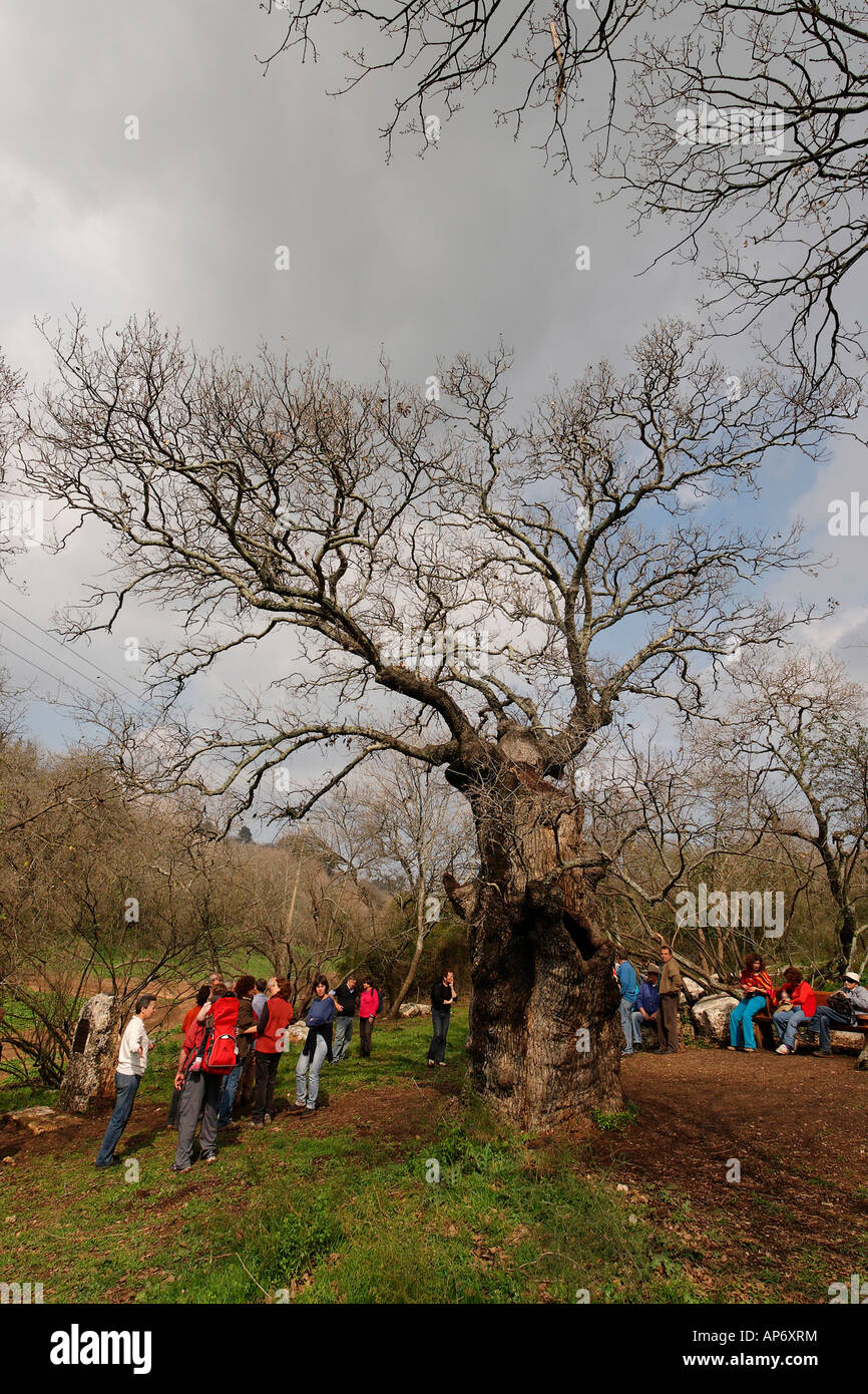 Israel the Lower Galilee Mount Tabor Oak Quercus Ithaburensis tree in ...