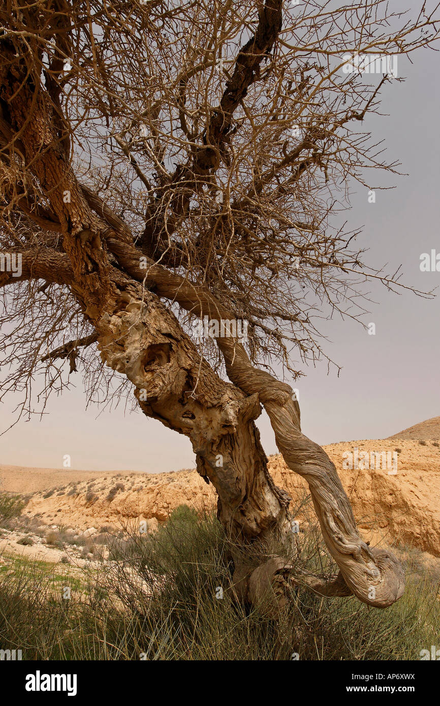 Israel the Negev desert Ephedra next to Atlantic Pistachio in Wadi Elot ...