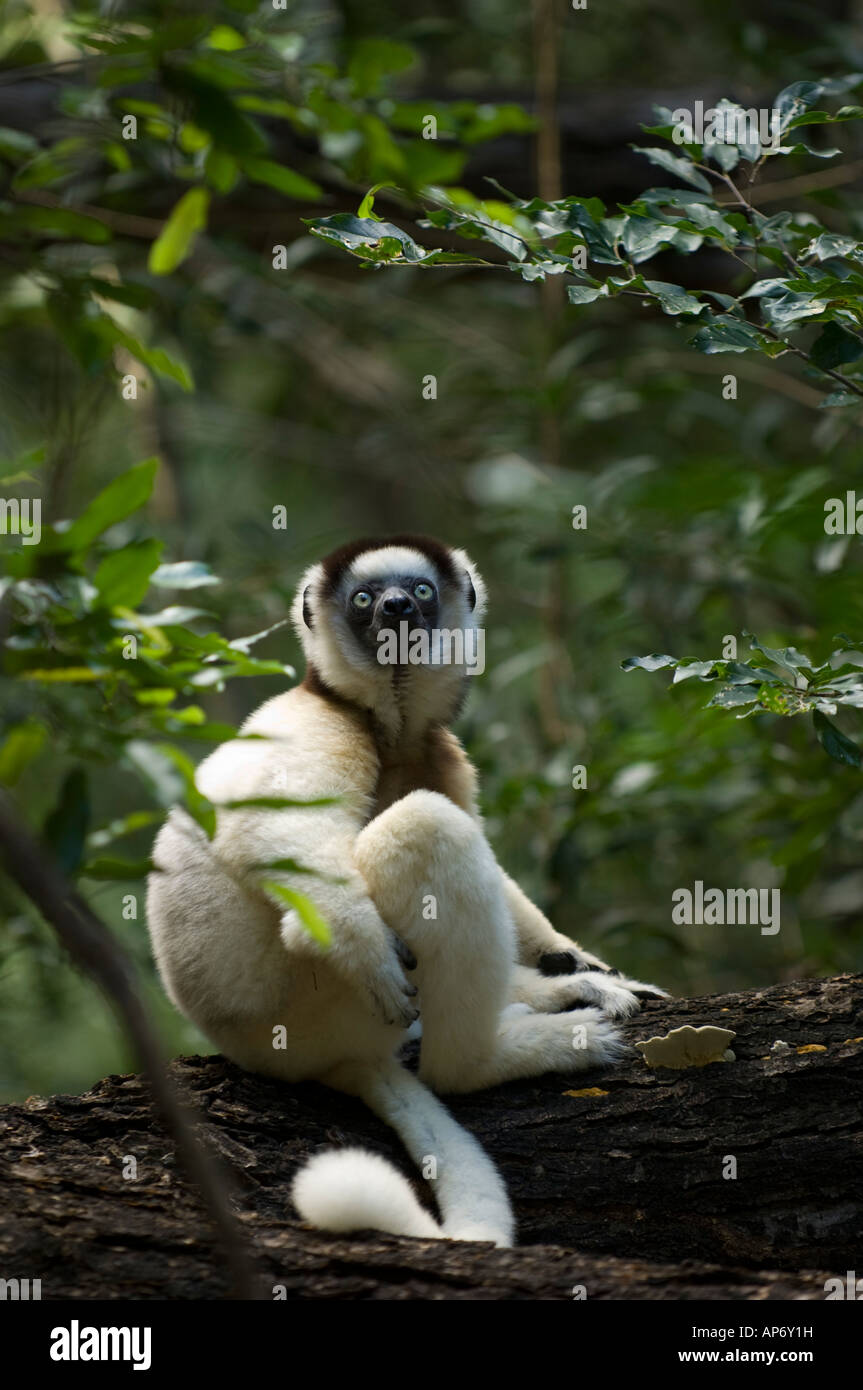 Verreaux's Sifaka, Propithecus verreauxi, Berenty private reserve ...