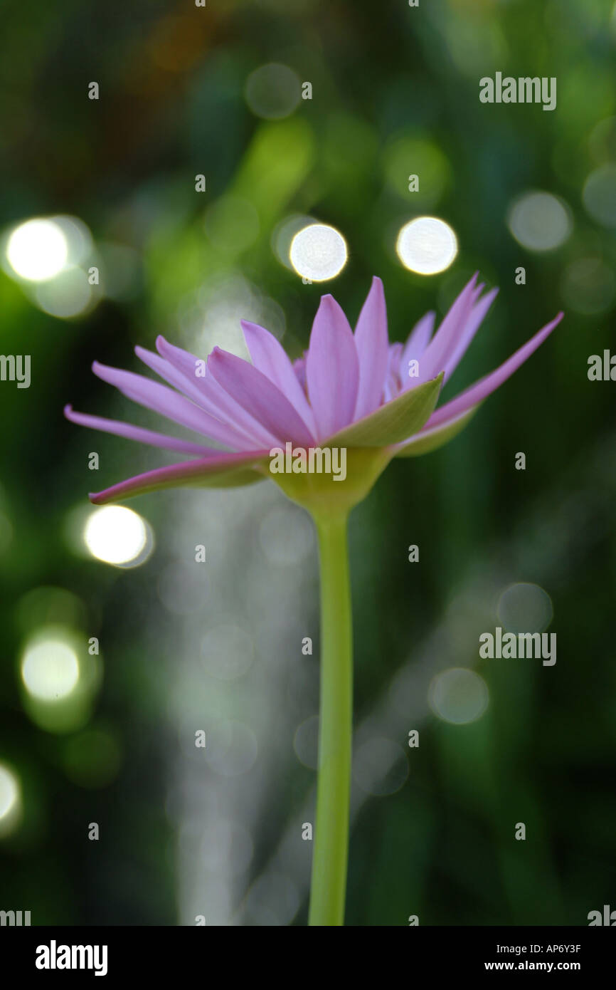 Lotus flower Nelumbo Nucifera in Bali pond Stock Photo - Alamy