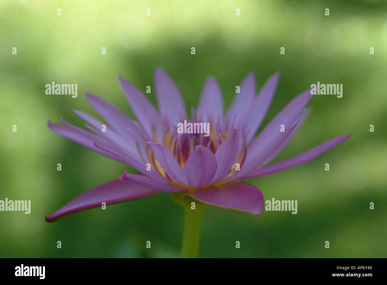 Lotus flower Nelumbo Nucifera in Bali pond Stock Photo - Alamy