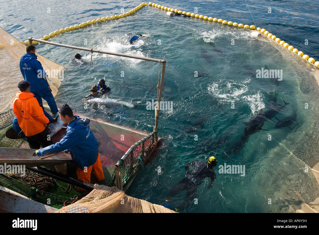 Catching of bluefin tunas in aquaculture cages Cesme Turkey Stock Photo ...