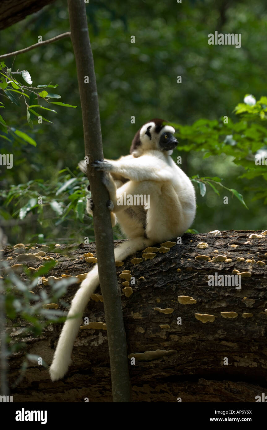 Verreaux's Sifaka, Propithecus verreauxi, Berenty private reserve ...