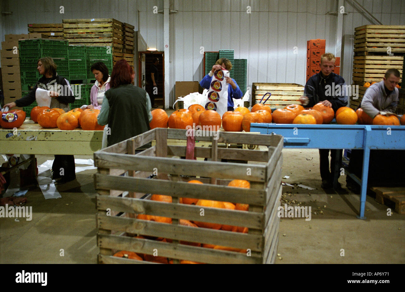 The David Bowman Ltd Pumpkin Farm Spalding Lincolnshire, largest ...