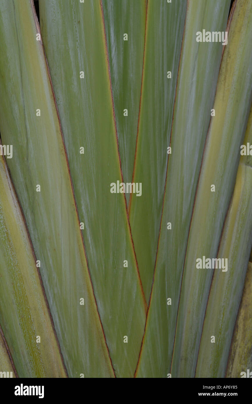 Base of tropical palm tree Stock Photo - Alamy