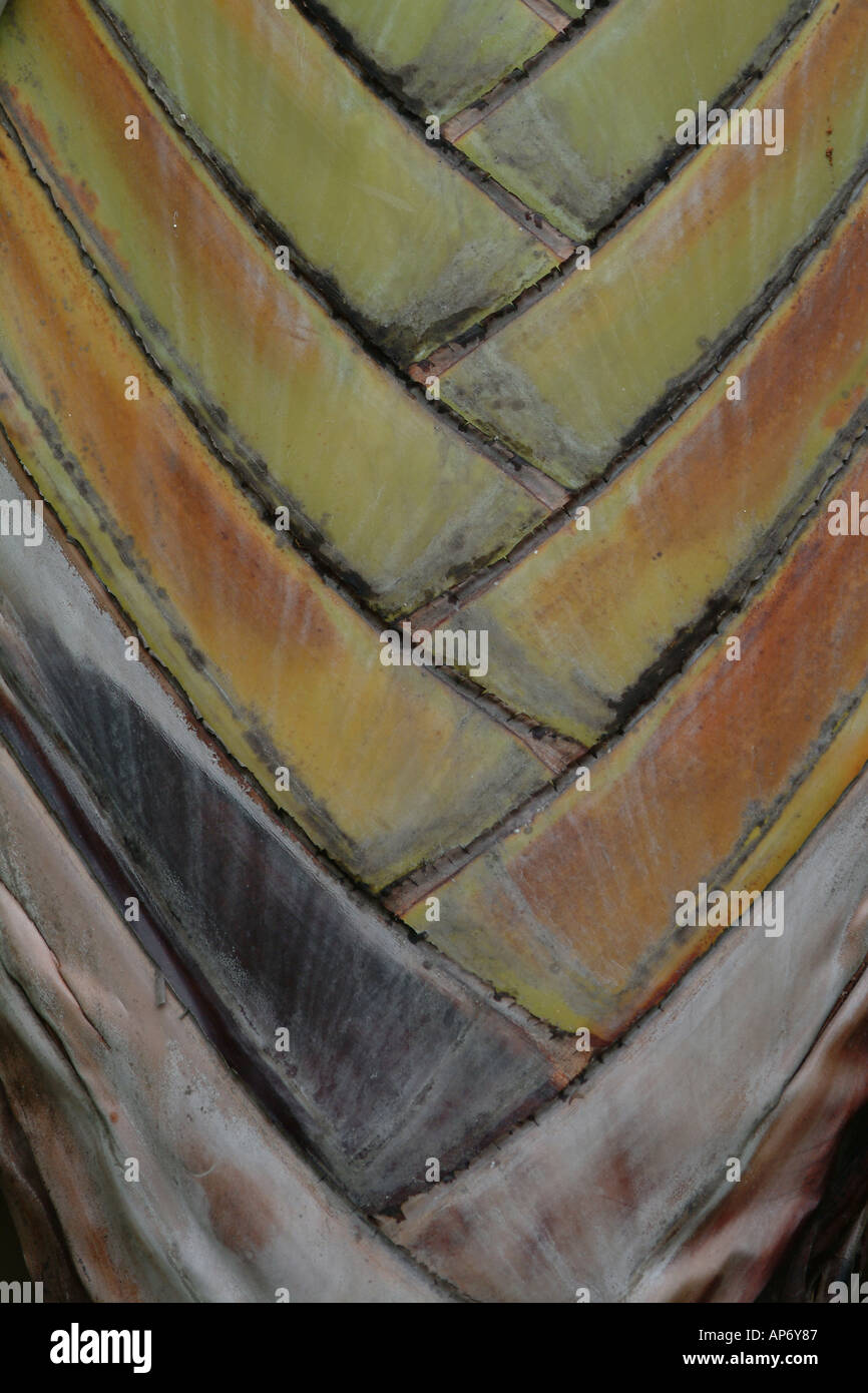 Base of tropical palm tree Stock Photo - Alamy