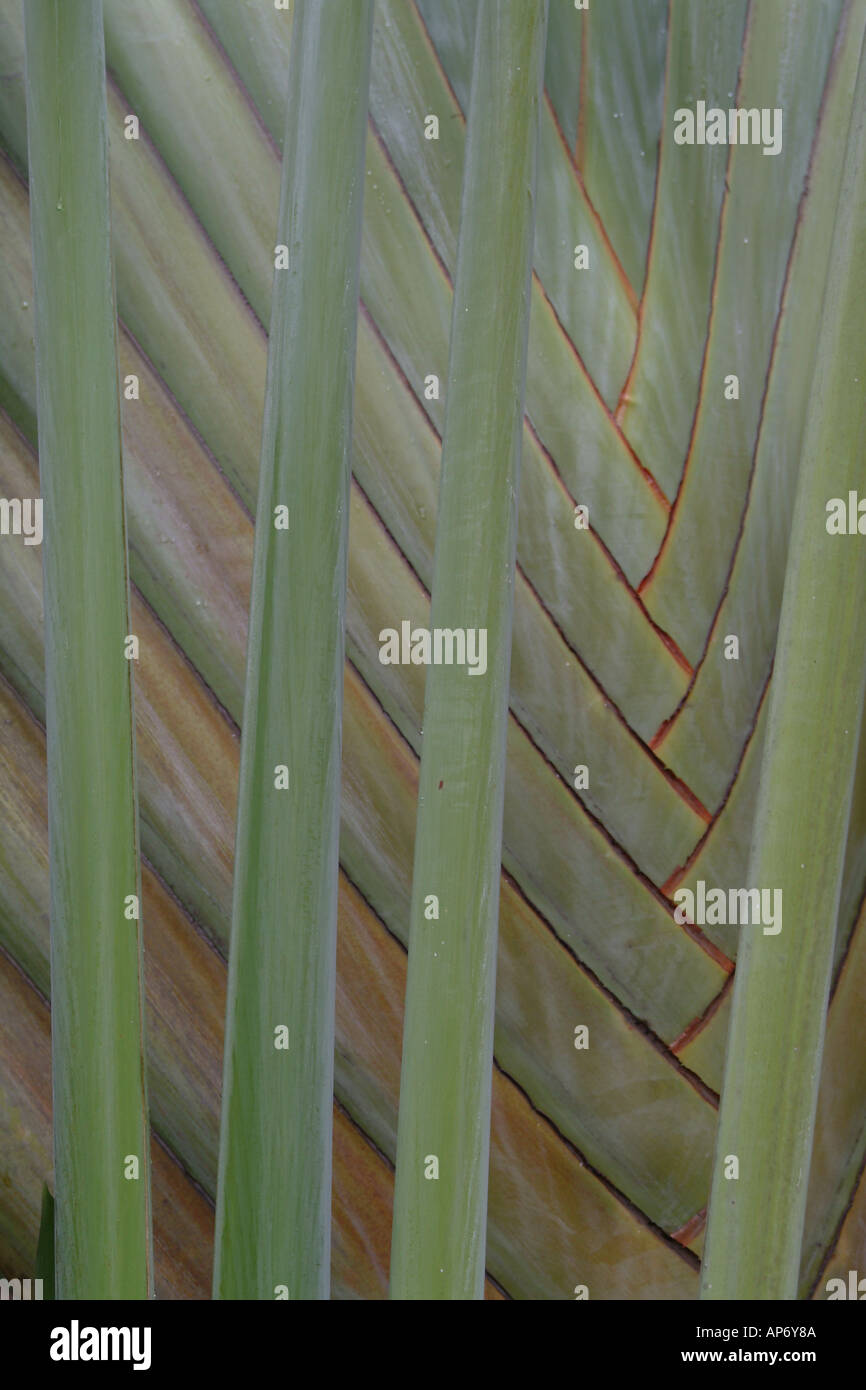 Base of tropical palm tree Stock Photo - Alamy