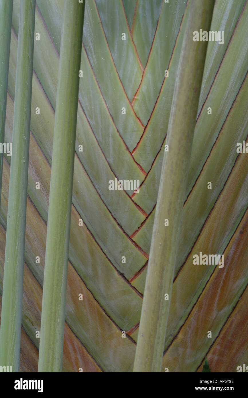 Base of tropical palm tree Stock Photo - Alamy