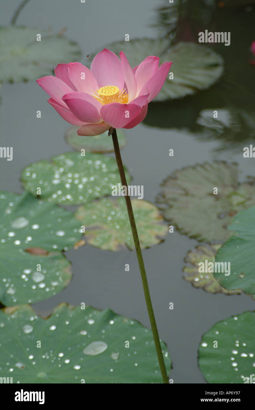 Lotus flower Nelumbo Nucifera in Bali pond Stock Photo - Alamy