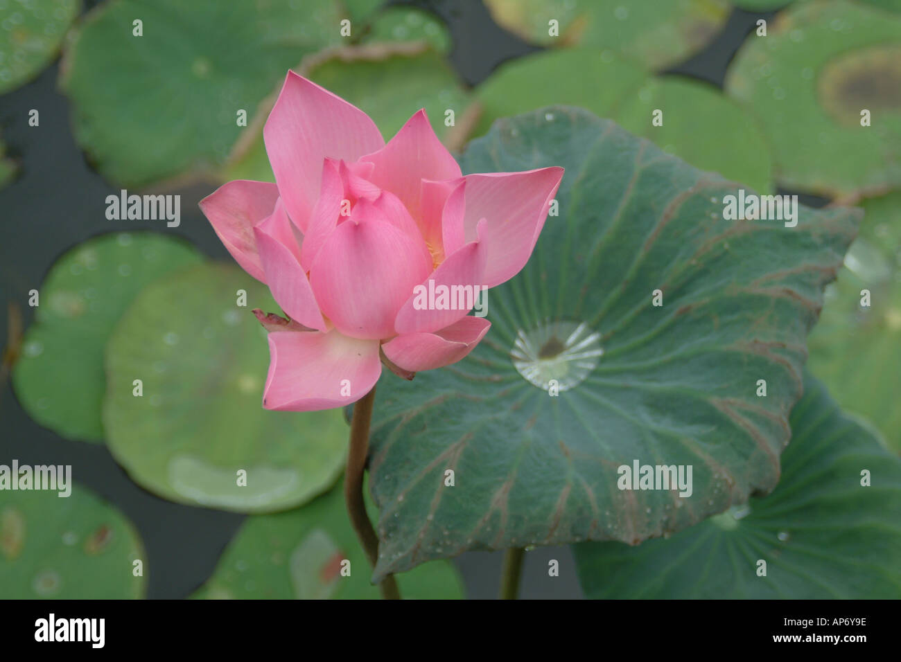 Lotus flower Nelumbo Nucifera in Bali pond Stock Photo - Alamy