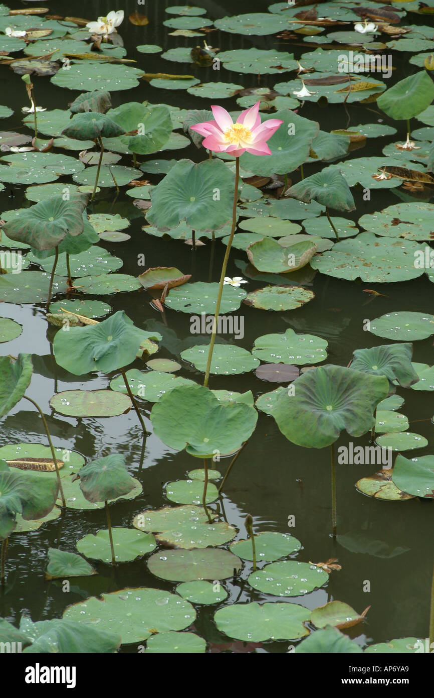 Lotus flower Nelumbo Nucifera in Bali pond Stock Photo - Alamy