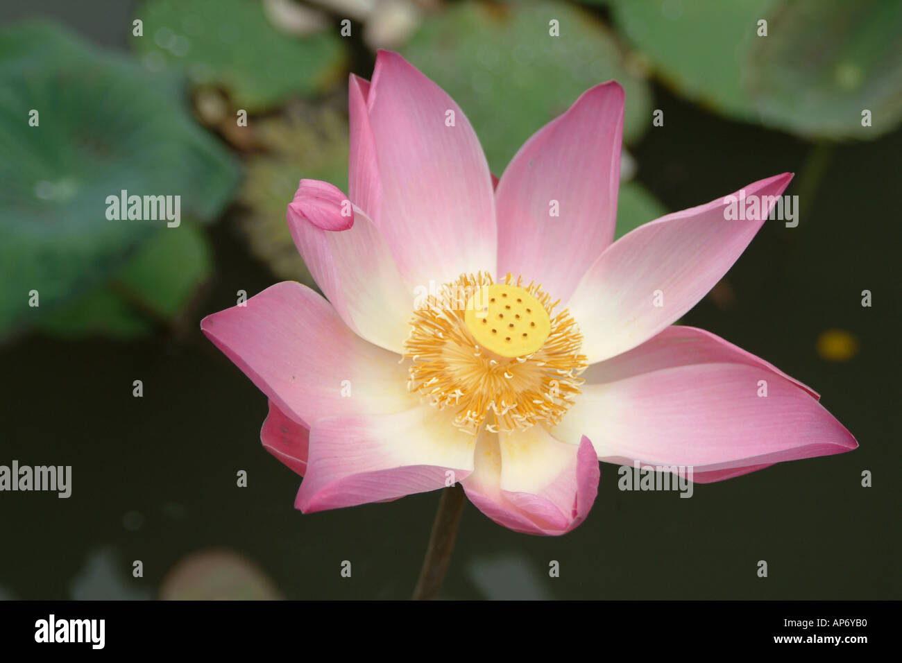 Lotus flower Nelumbo Nucifera in Bali pond Stock Photo - Alamy