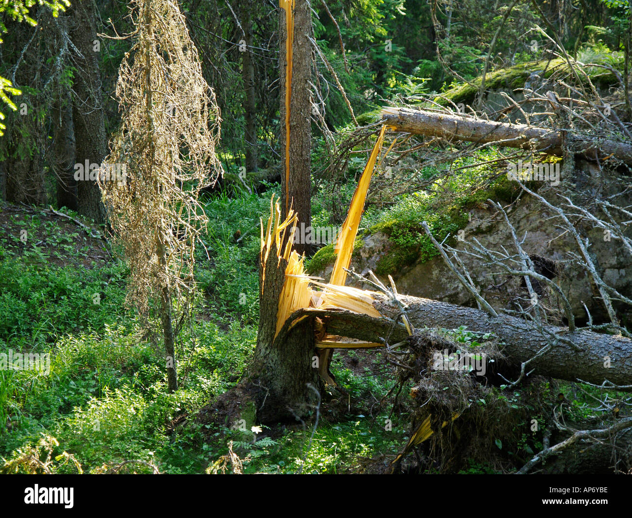 Koli mountain national park, overturned tree Stock Photo - Alamy
