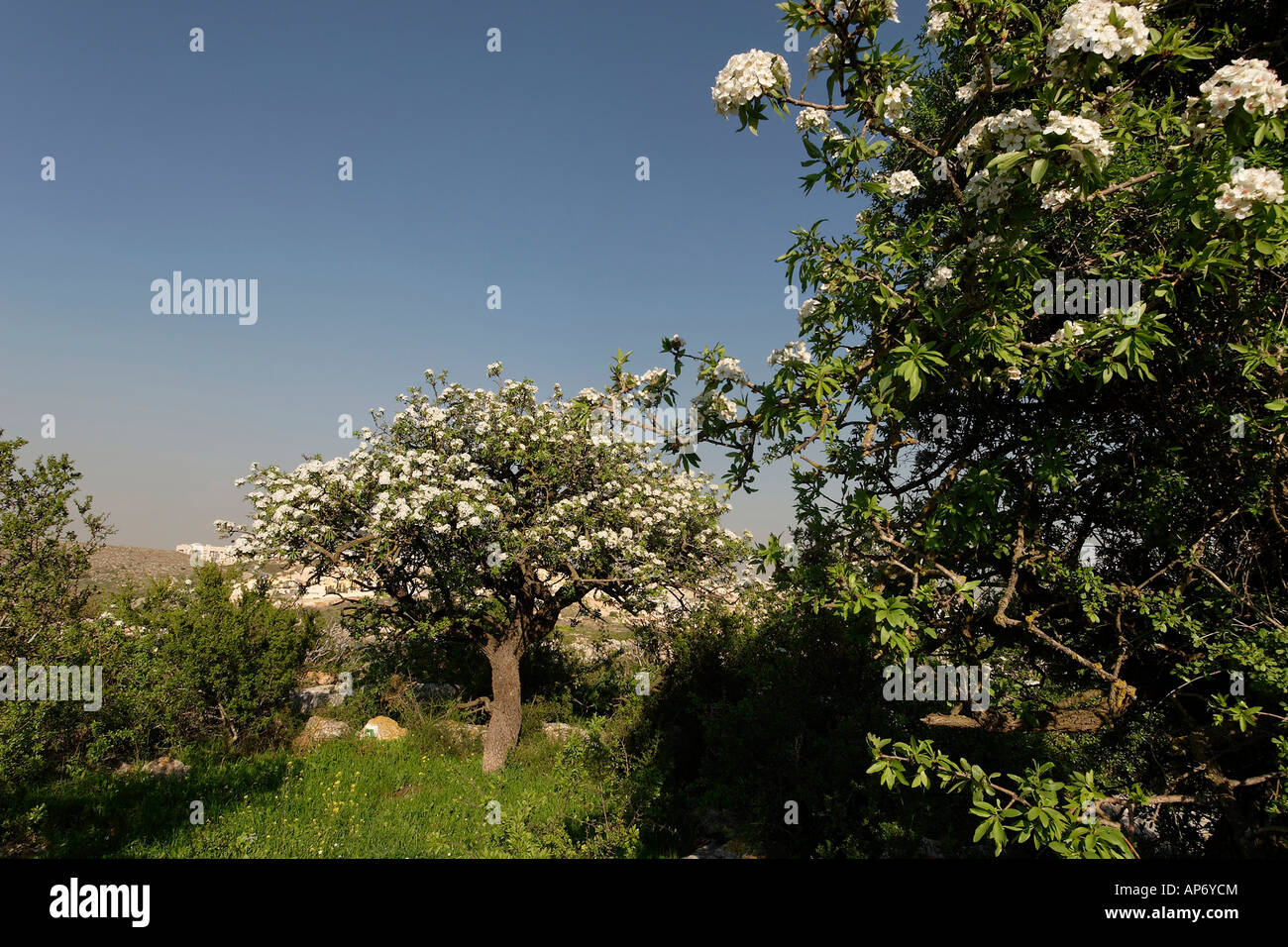 Israel Shephela region Syrian Pear tree in Modiin Stock Photo - Alamy
