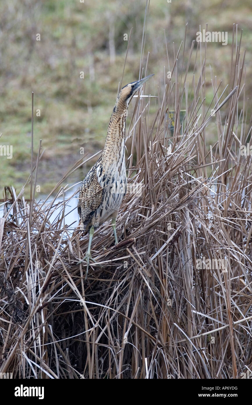 BITTERN BOTAURUS STELLARIS STANDING IN REEDS FRONT VIEW Stock Photo - Alamy