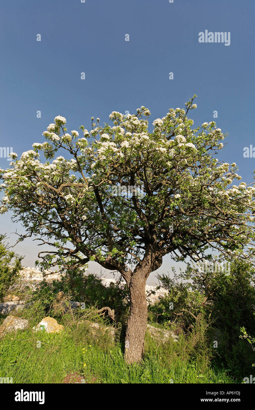 Israel Shephela region Syrian Pear tree in Modiin Stock Photo - Alamy