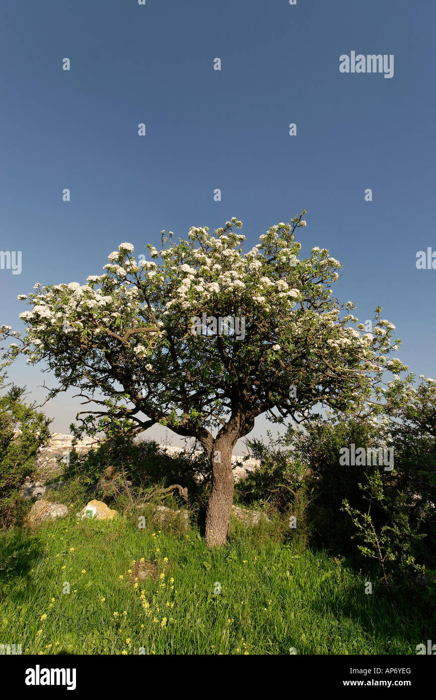 Israel Shephela region Syrian Pear tree in Modiin Stock Photo - Alamy