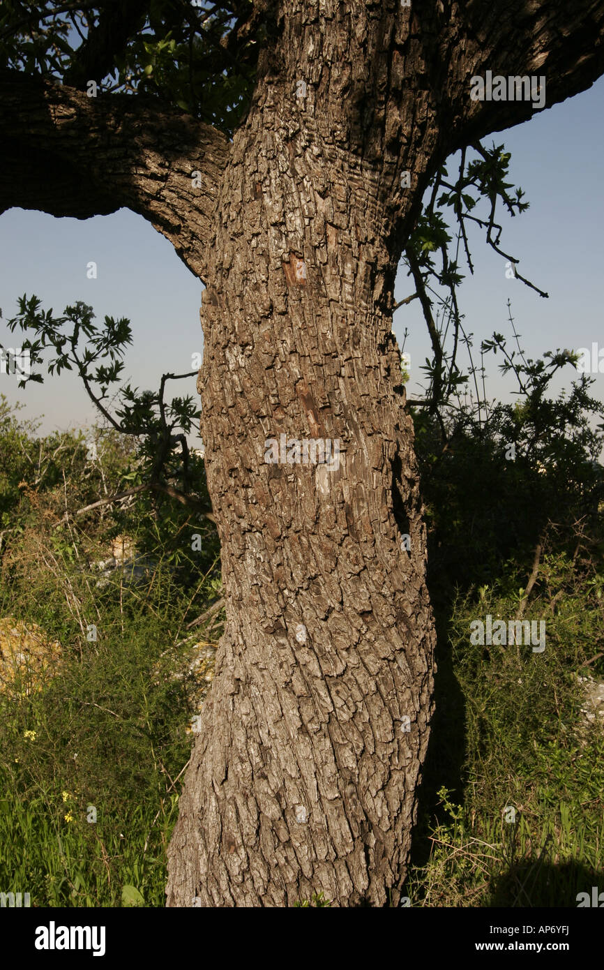 Israel Shephela region Syrian Pear tree in Modiin Stock Photo - Alamy