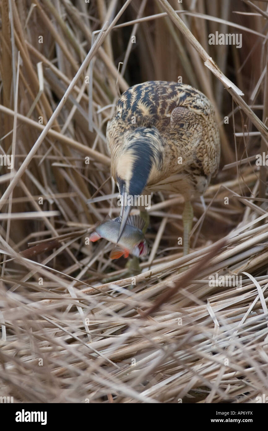 BITTERN BOTAURUS STELLARIS CATCHING PERCH AMONGST REEDS FRONT VIEW ...