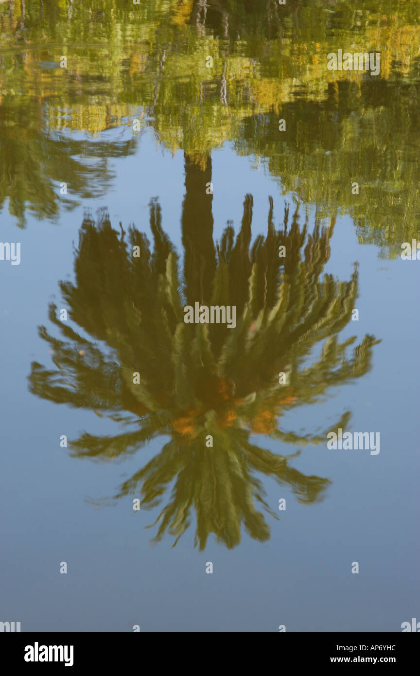 Palm Tree Reflection Stock Photo - Alamy