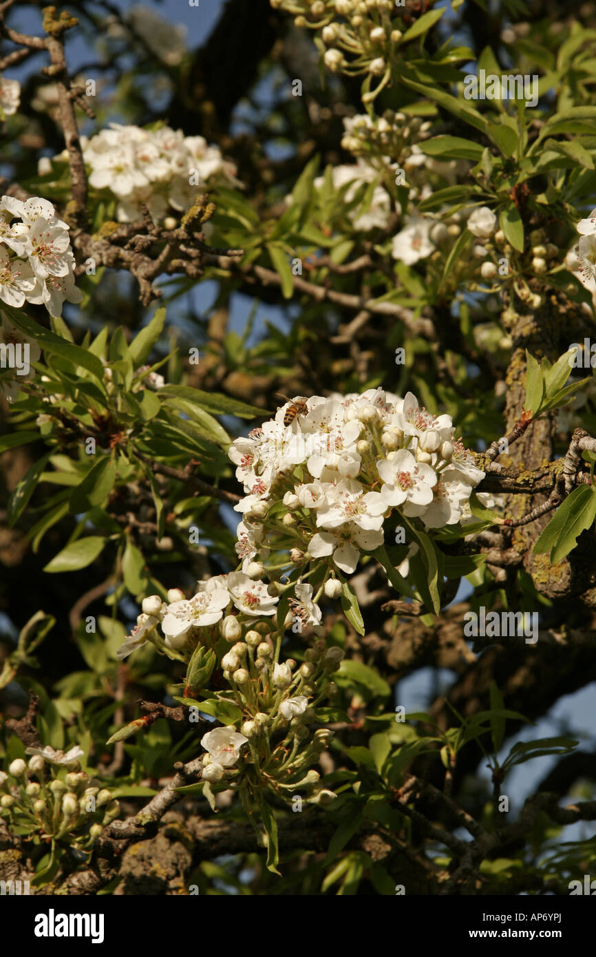 Israel Shephela region Flowers of a Syrian Pear tree in Modiin Stock ...