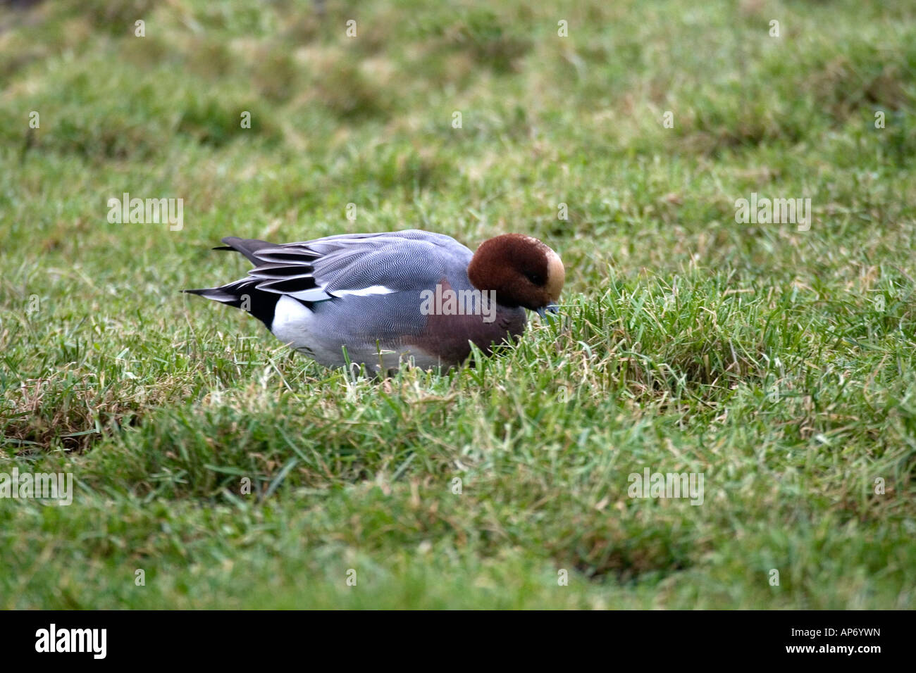 WIGEON ANAS PENELOPE DRAKE GRAZING ON MEADOWLAND Stock Photo - Alamy