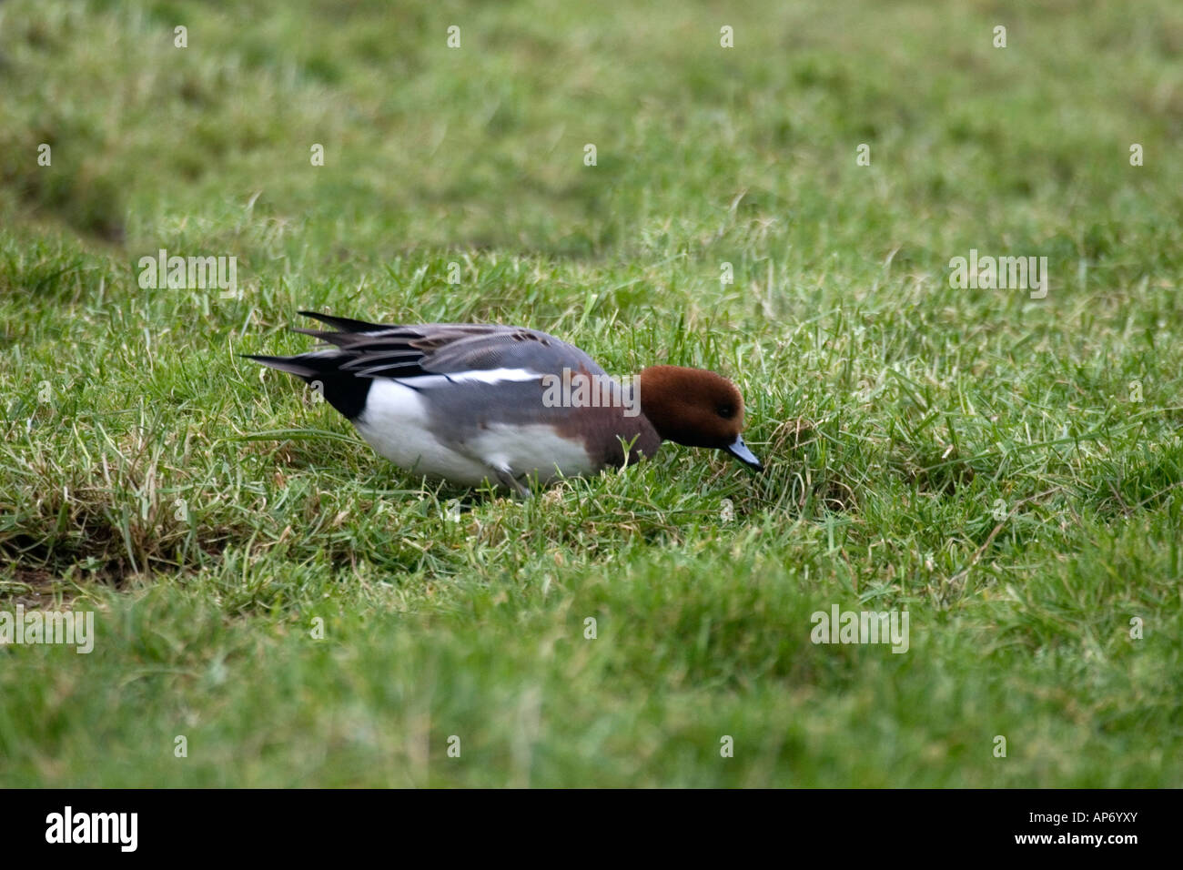 WIGEON ANAS PENELOPE DRAKE GRAZING ON MEADOWLAND Stock Photo - Alamy