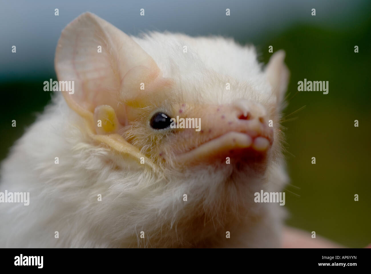 GHOST BAT Diclidurus albus Yavari River Peru Stock Photo - Alamy