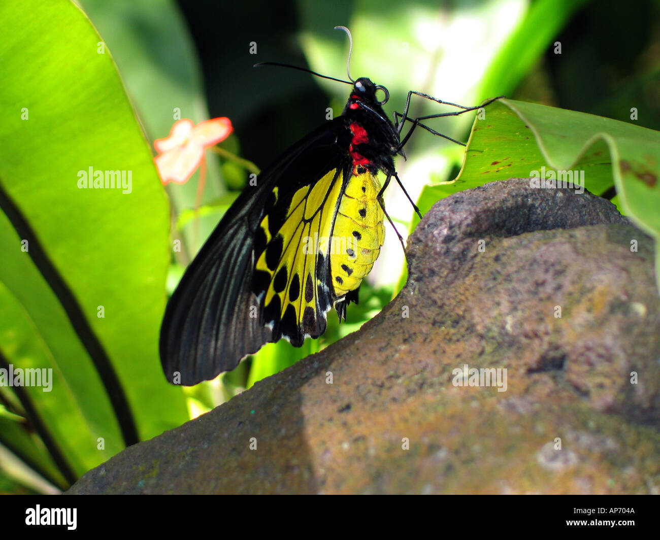 Cameron highlands butterfly hi-res stock photography and images - Alamy
