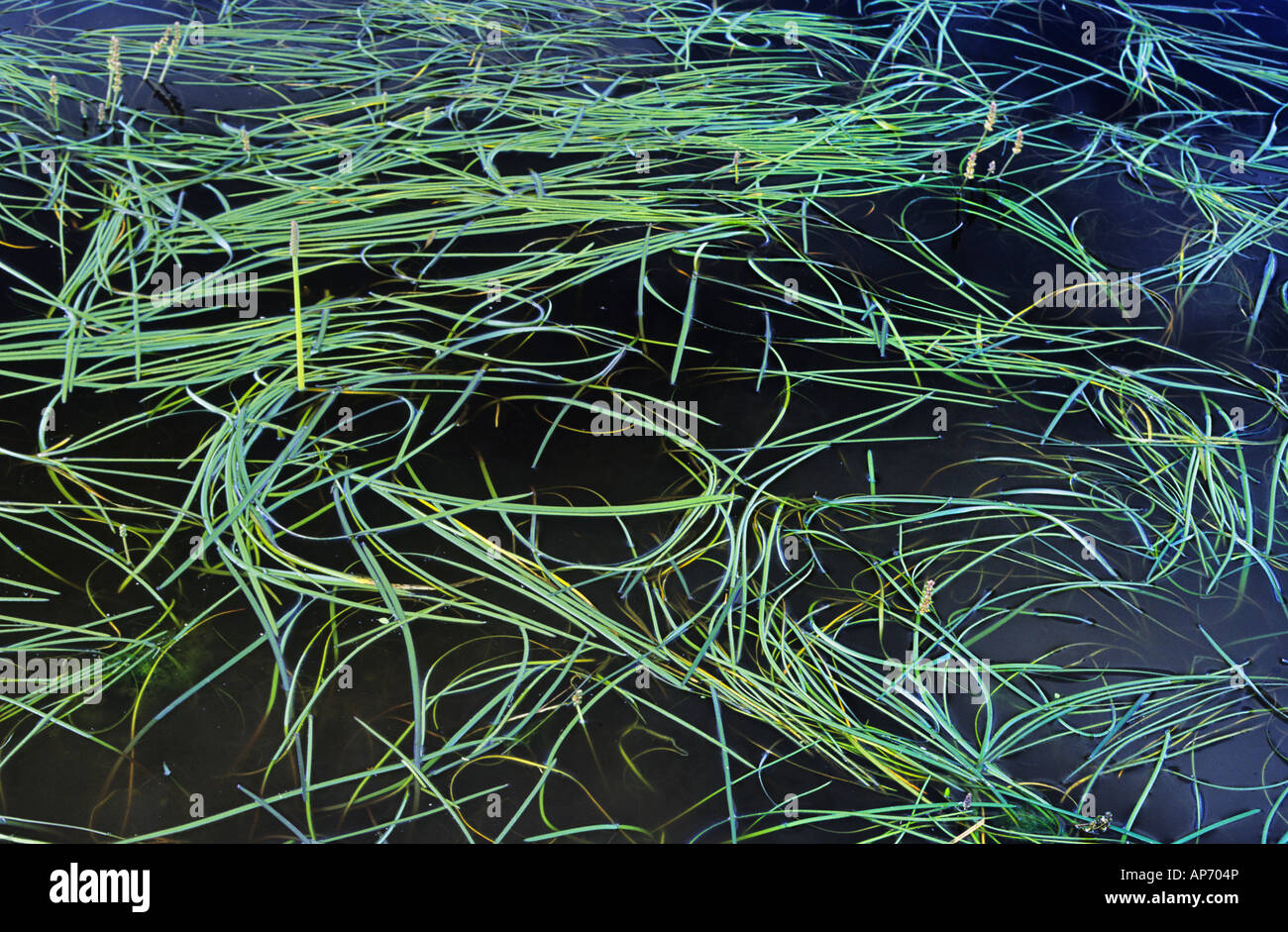 Patterns of green reeds floating on the surface of a pond Tasmania ...